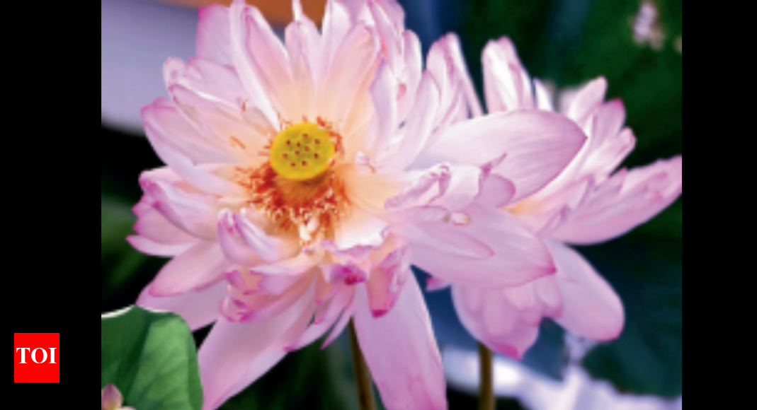 NBRI launches lotus variety which blooms in all seasons | Lucknow News ...