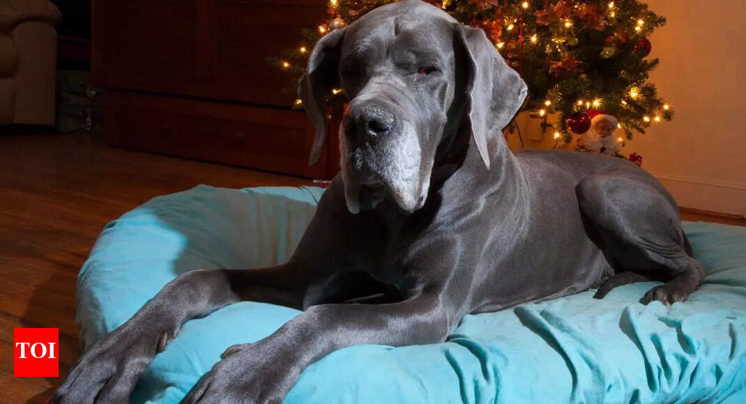 Watch: Man books three seats to fly with his Great Dane - Times of India