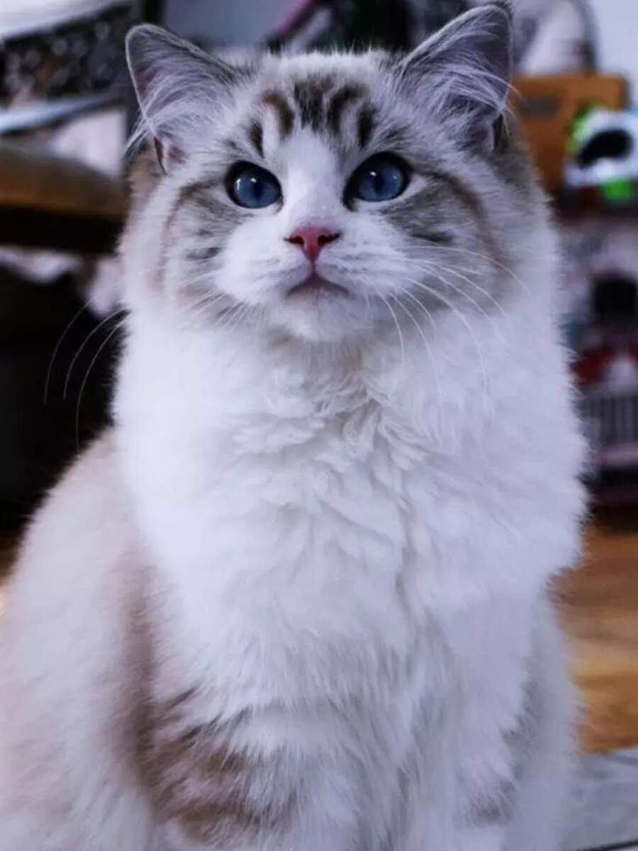7 Smartest Cat Breeds In The World | Times Now