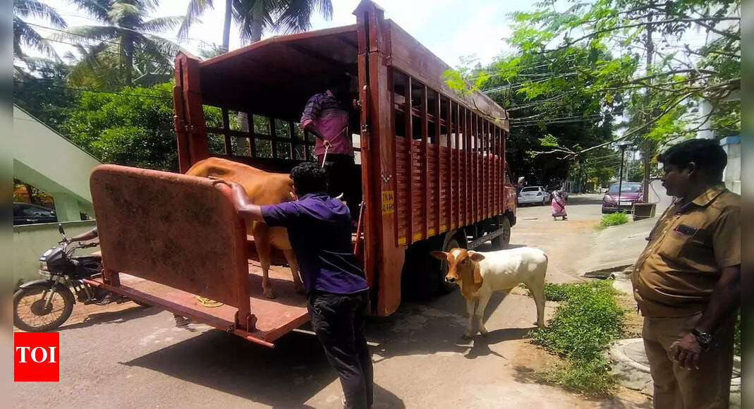 Don't separate cow and calf during cattle catching, Chennai Corporation ...