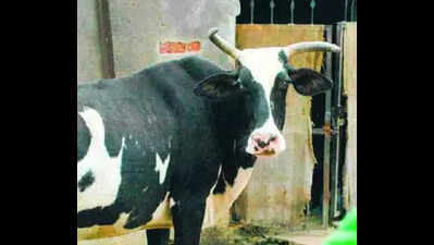 Virus: Case Lodged After 13 Cows Die At Temporary Shelter | Lucknow ...