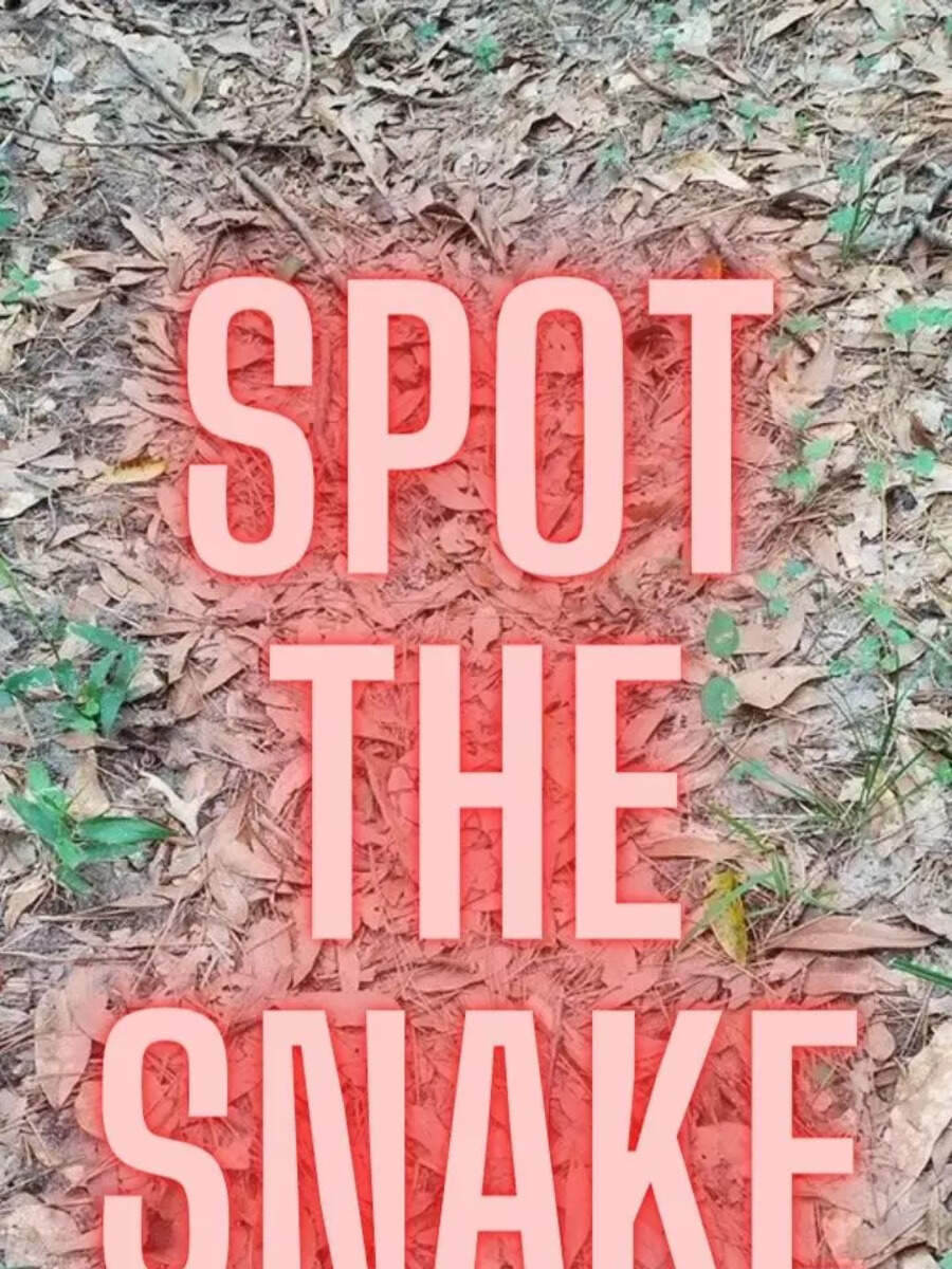 Optical Illusion: Find The Hidden Snake Within 11 Seconds | Times Now
