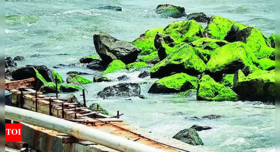 Residents of Marine Drive treated to rare algae bloom on Coastal Road ...