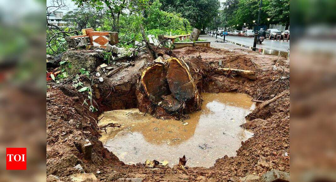 After heritage trees fall, CCP’s plan to replant crashes | Goa News ...
