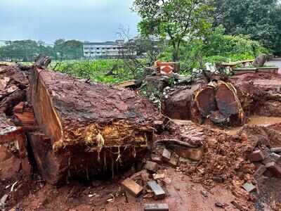 After heritage trees fall, CCP’s plan to replant crashes | Goa News ...