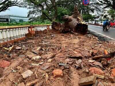After heritage trees fall, CCP’s plan to replant crashes | Goa News ...