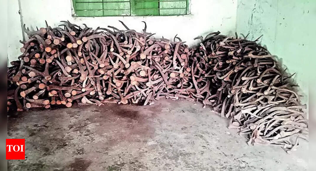 Deer Antlers: 945 Antlers Seized From Godown Near Poddar Court, 1 Held ...