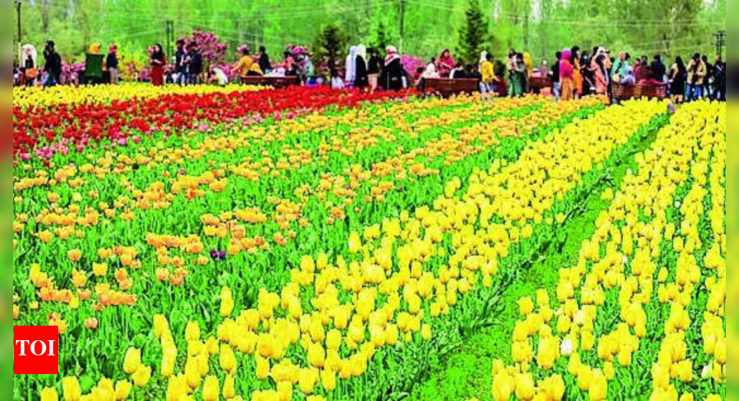With 1.5m flowers, Srinagar's tulip garden blossoms into Asia's largest ...