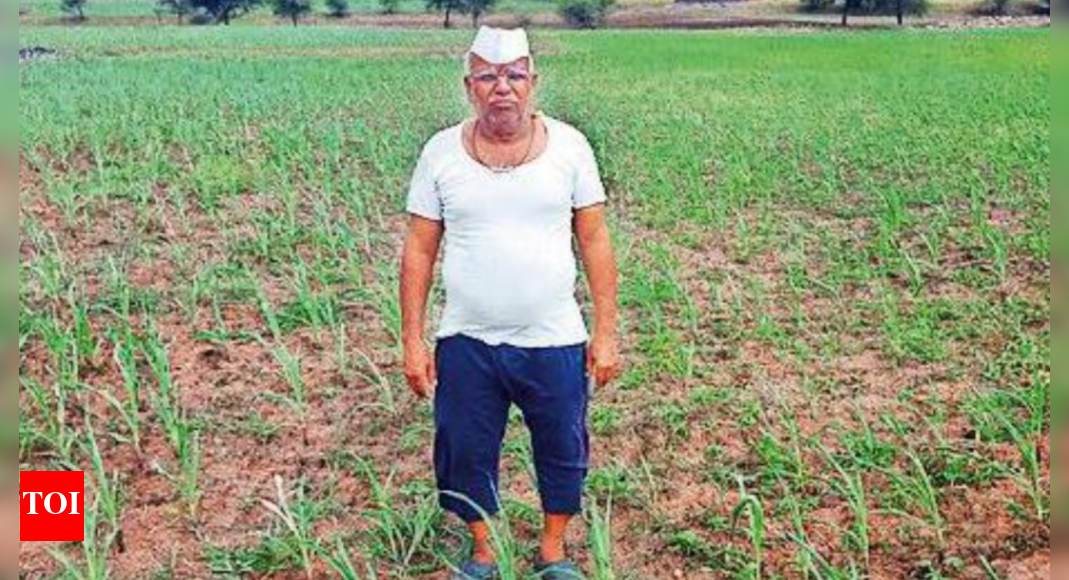 Inadequate Rain: Inadequate Rain Hits 30% Of Kharif Yield In Nashik ...