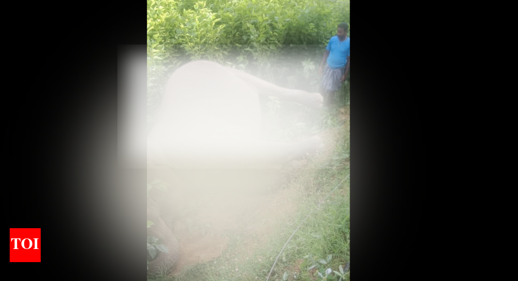 Wild elephant electrocuted in Andhra Pradesh’s Chittoor district ...