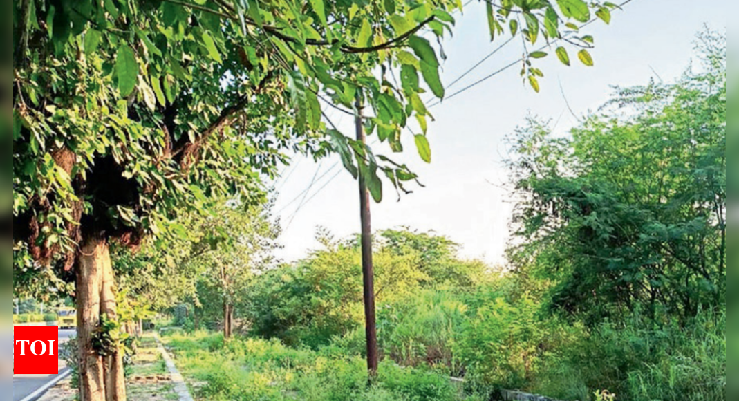 Legal hurdle gone, Noida's Sec 42 plan back on track after 23 years ...
