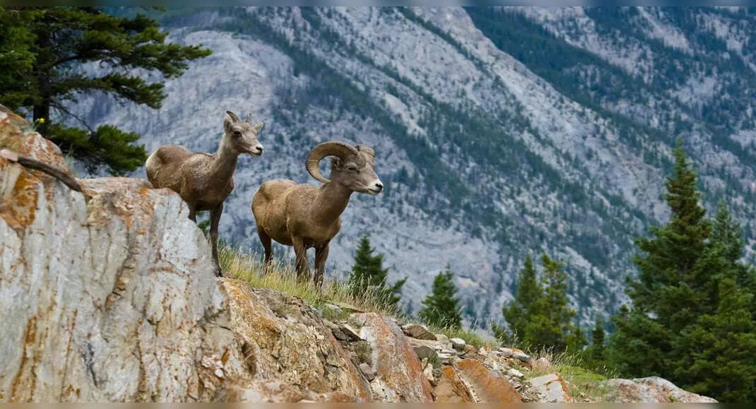 Exploring Banff: 15 stunning photos of this wonderland | Times of India ...