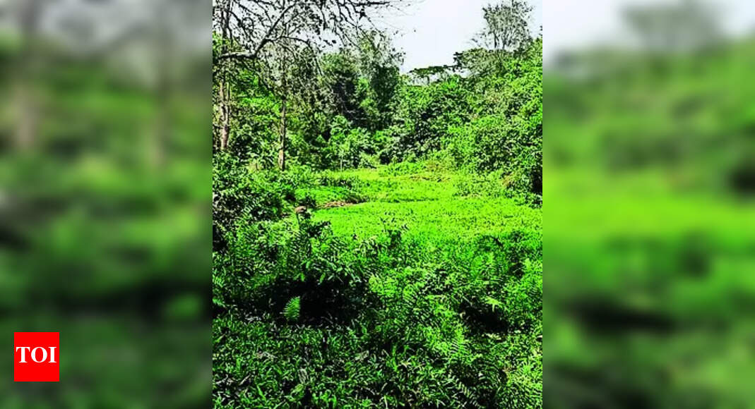 Ecosystem Restoration, Forest Department, Herbivore Fodder Availability ...