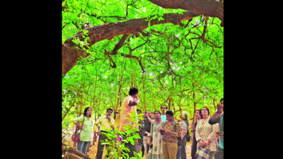Neem Trees: Residents Branch Out: ‘tree Walk’ Explores Centurion Trees ...