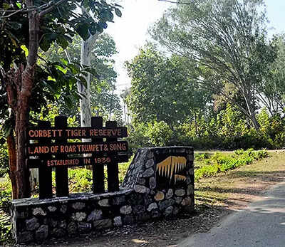 Felling of 6,000 trees in Corbett National Park: Why not CBI probe ...