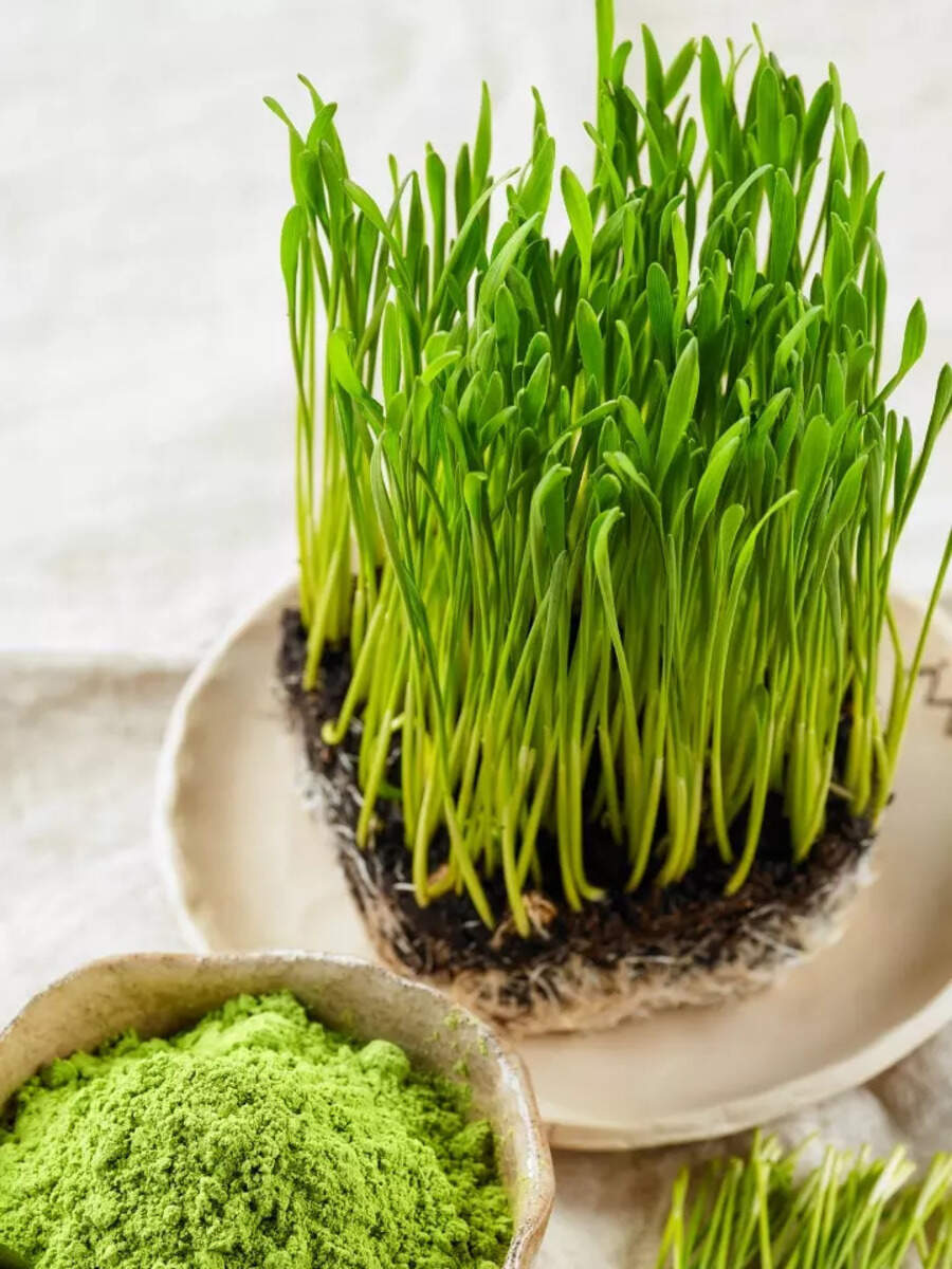 Wheatgrass Benefits: 10 benefits of wheatgrass no one told you about ...