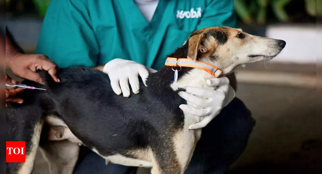 Stray dogs administered anti-rabies vaccine at Mumbai airport | Mumbai ...