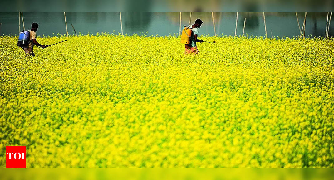 GM Mustard: Centre makes U-turn on GM mustard | India News - Times of India