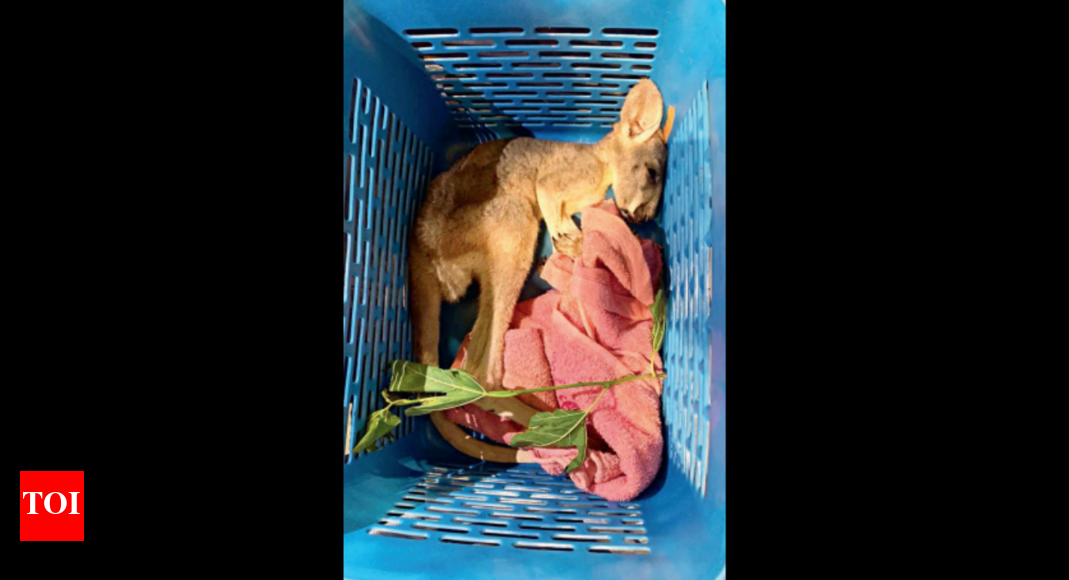 Bangalore Airport News: 230 reptiles rescued at Bengaluru airport, but ...