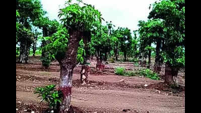 Research: 122 Large Trees To Be Chopped For Rob Construction | Raipur ...