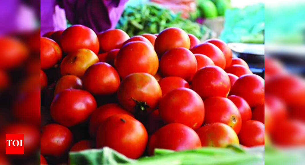 Goa: Fresh harvest takes further bite out of tomato prices | Goa News ...