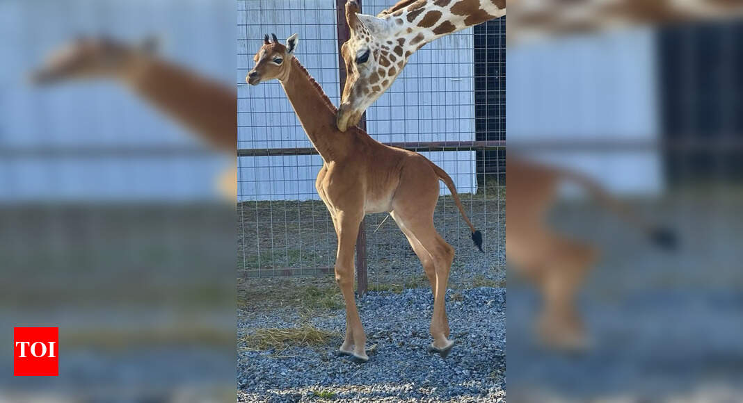 Rare spotless baby giraffe welcomed by Tennessee Zoo - Times of India