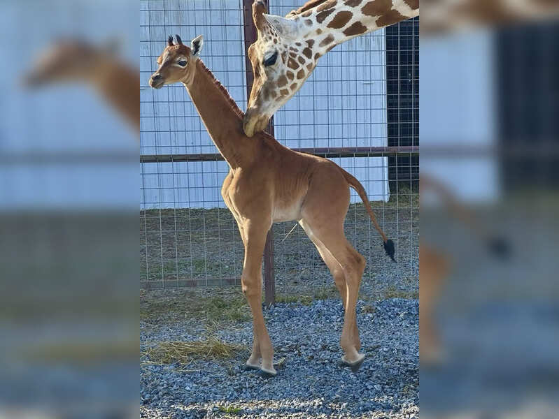 Rare spotless baby giraffe welcomed by Tennessee Zoo - Times of India