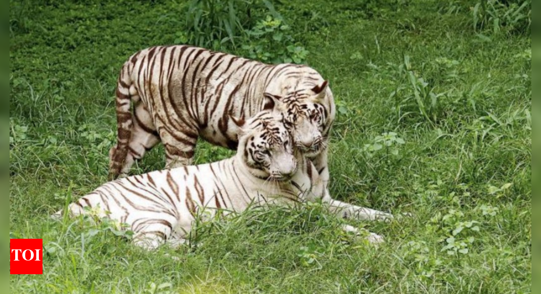 Twin white cubs at zoo to turn one on Saturday | Delhi News - Times of ...