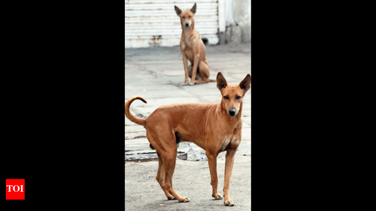 Are Pariah Dogs Human Intervention