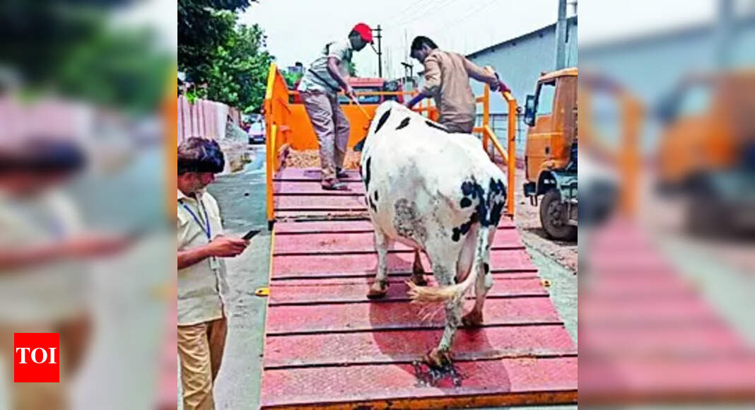 Corpn: Corpn Intensifies Crackdown On Stray Cattle | Coimbatore News ... Corpn: Corpn Intensifies Crackdown On Stray Cattle | Coimbatore News ...