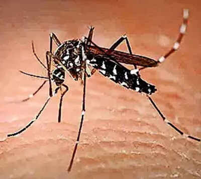 Potted Plant: Dengue Mosquitoes Could Be Breeding In Your Potted Plant ...