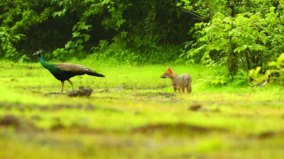 Kolo sighting thrills locals around Socorro plateau | Goa News - Times ...