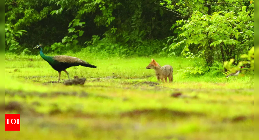 Kolo sighting thrills locals around Socorro plateau | Goa News - Times ...