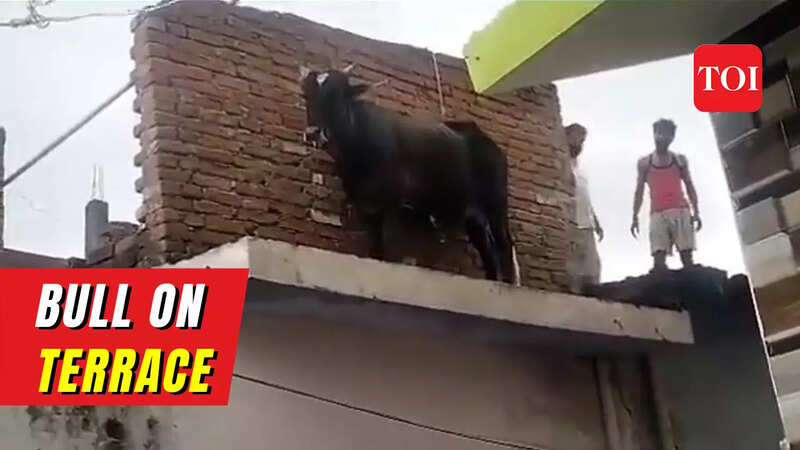 Bull climbs terrace of a house in UP, video goes viral