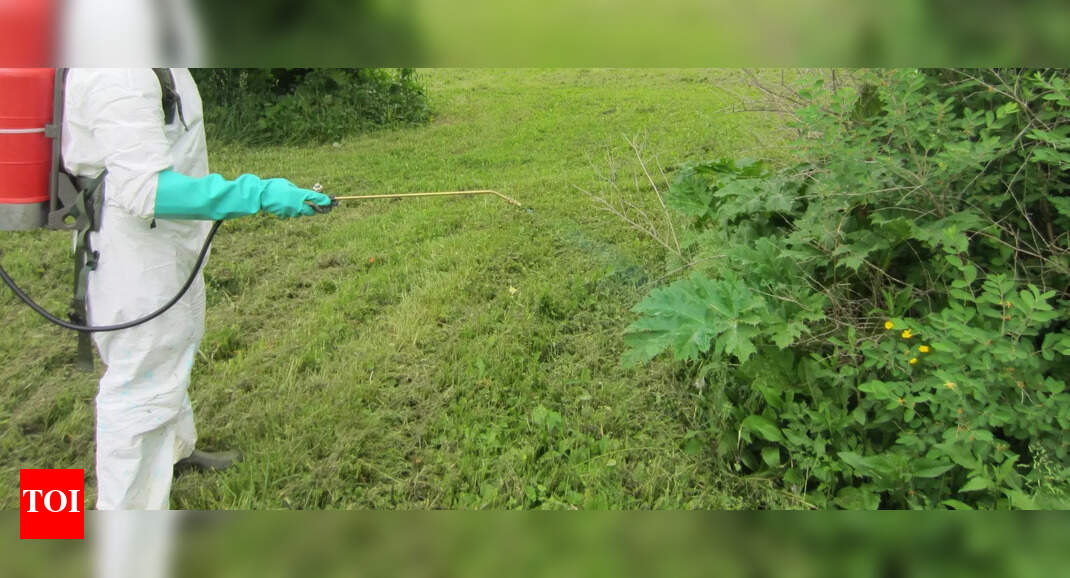 This common herbicide affects male reproductive health - Times of India