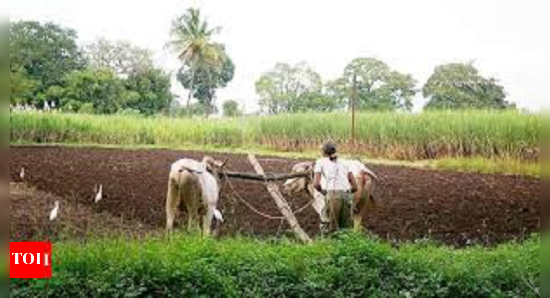 Crop Damage: Karnataka: 130 taluks face drought-like situation, govt ...