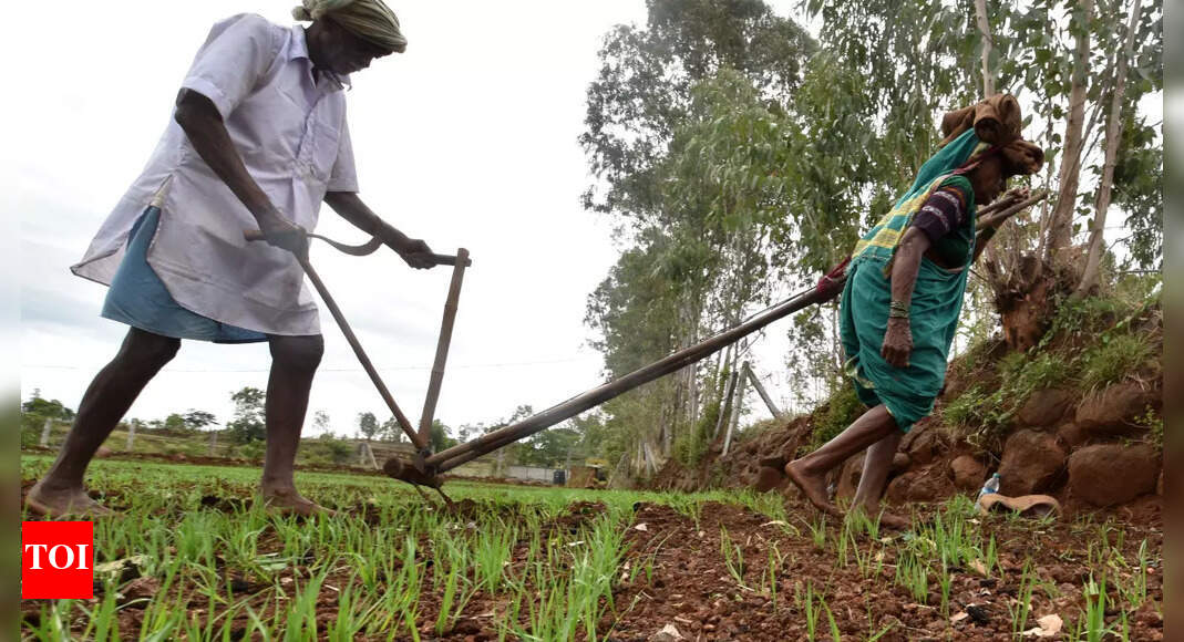 Paddy sown area up 4% from 2022 despite monsoon deficit | India News ...