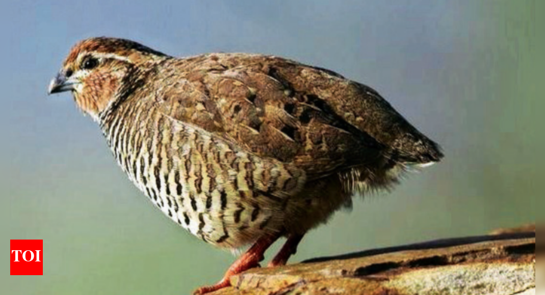 Genetics: 28 Bird Species From Ne Of High Conservation Priority: Report ...