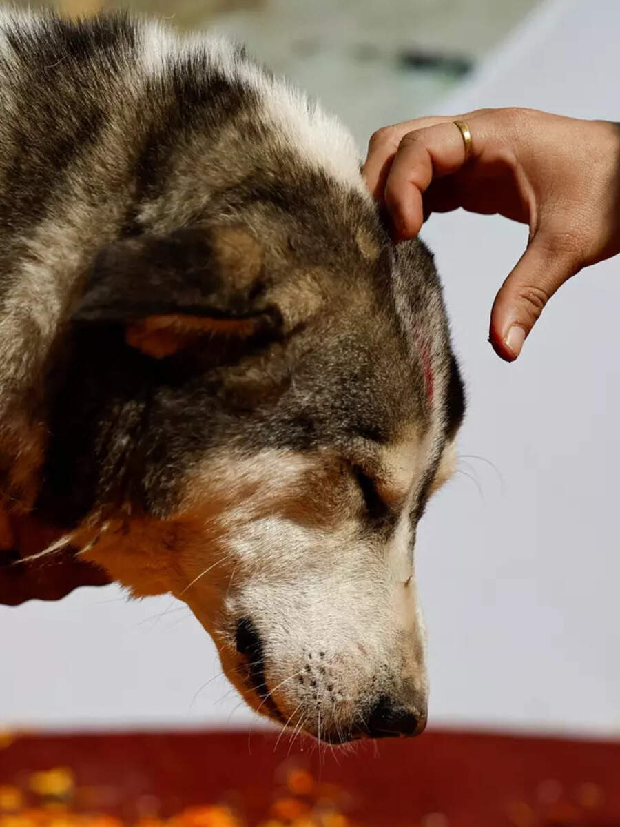 Kukur Tihar: Know more about Nepal’s dog festival | TOIPhotogallery