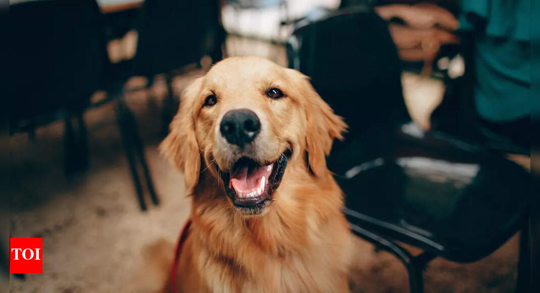 International Dog Day 2023 History Significance And How Do People