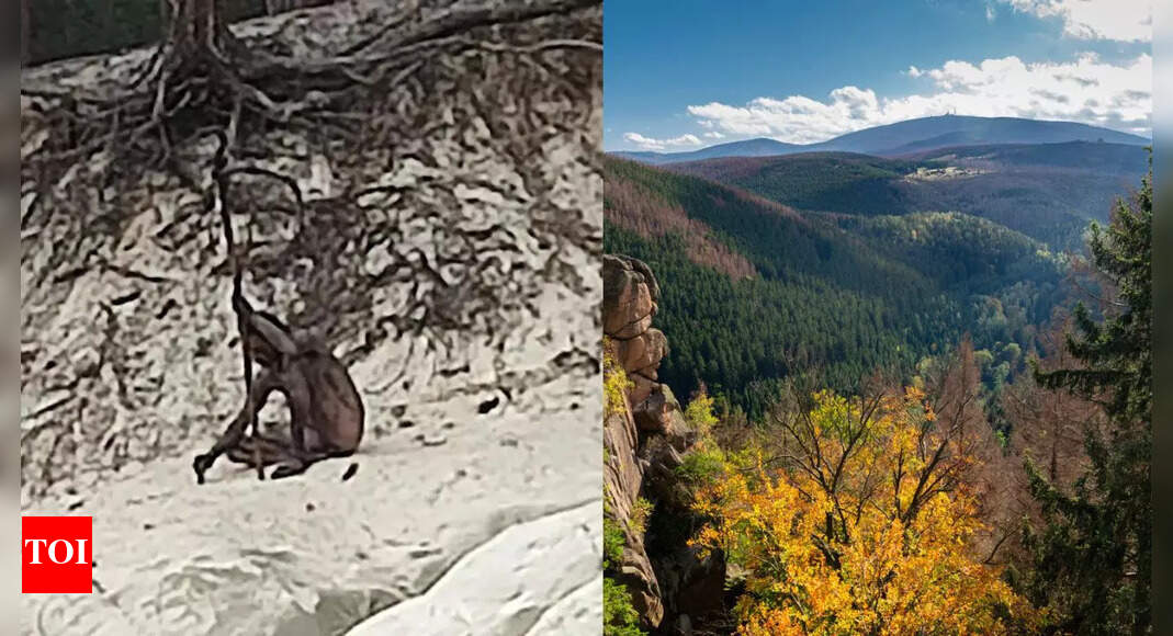 Mysterious 'Wolf Man' spotted in Germany's Harz mountains - Times of India