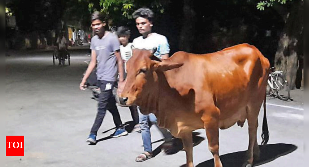 14 deaths due to stray bull attacks in 6 months across west UP ...