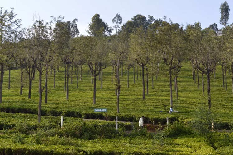 Enchanting hill stations in South India for a rejuvenating trip | Times ...