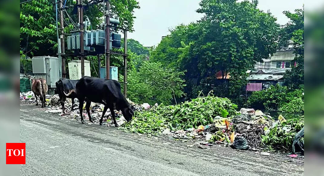 None Of The Generated Keywords Match With The Given Terms.: Kestopur ...