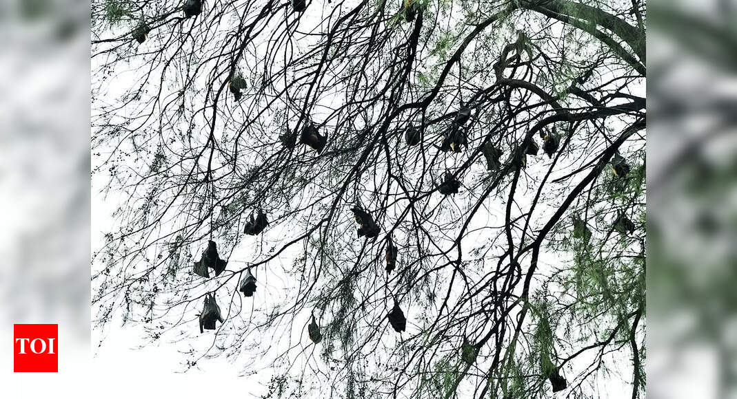 Panjab University: Bat Lane In Pu: Home To Birds Of Night | Chandigarh ...