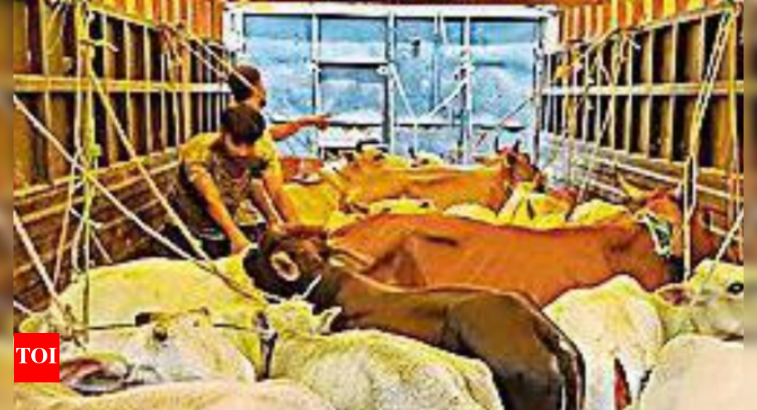 Gang: Five Cattle Smugglers Held, 24 Cows Rescued In Steel City ...