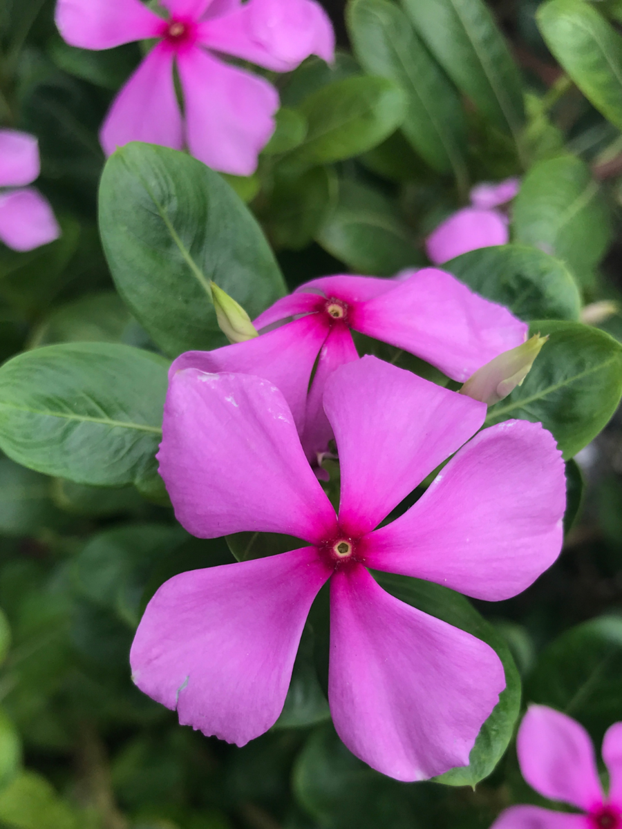 Does your home have a Sadabahar plant? | Times of India