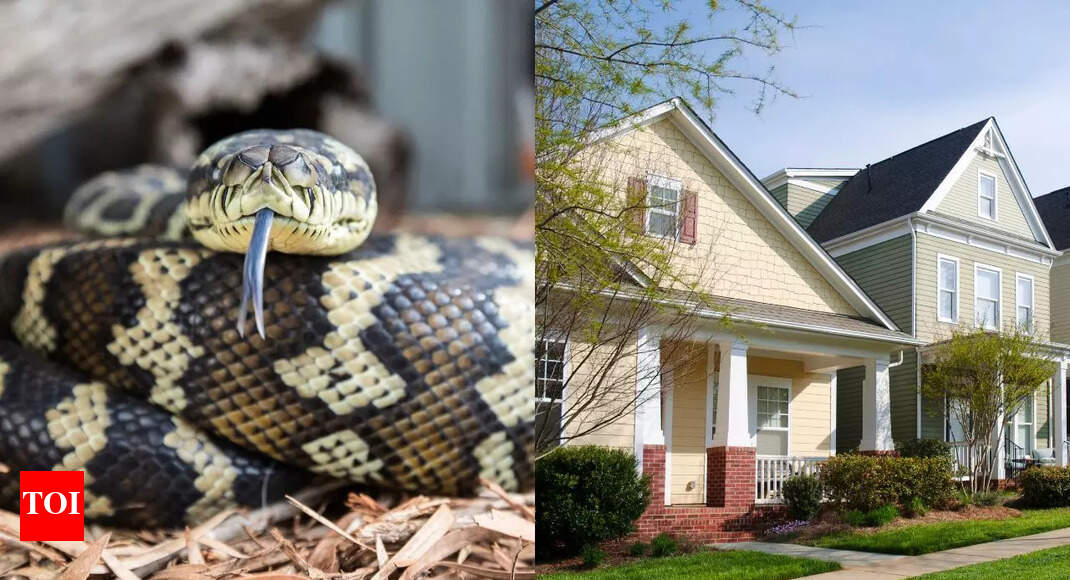 Watch: Huge python spooks locals as it slithers across roof in ...