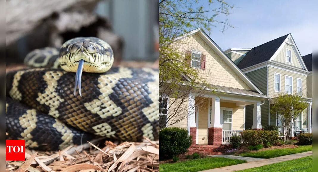 Watch: Huge python spooks locals as it slithers across roof in ...