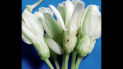 This roadside vine is a panacea for all aging woes | Vadodara News ...